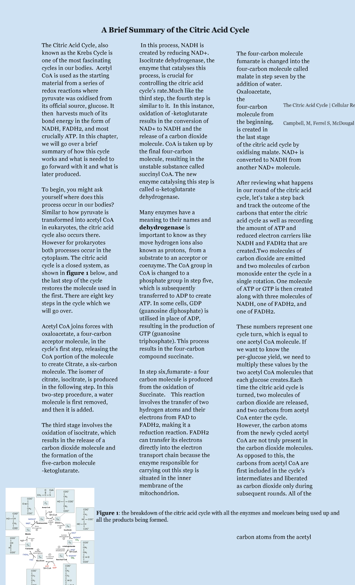 A brief Summary of The Citric Acid Cycle - The Citric Acid Cycle, also ...