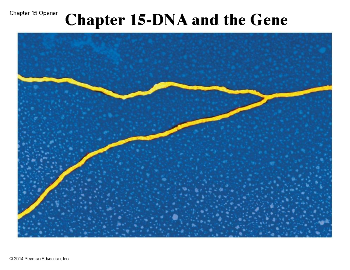 Biol112F24Lecture #23: Mechanisms of DNA Replication - Chapter 15 ...