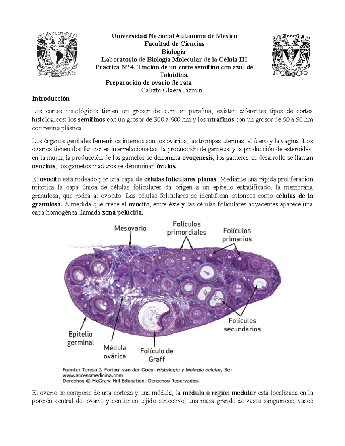 Práctica N° 4: Tinción Semifina con Azul de Toluidina en Ovarios de ...