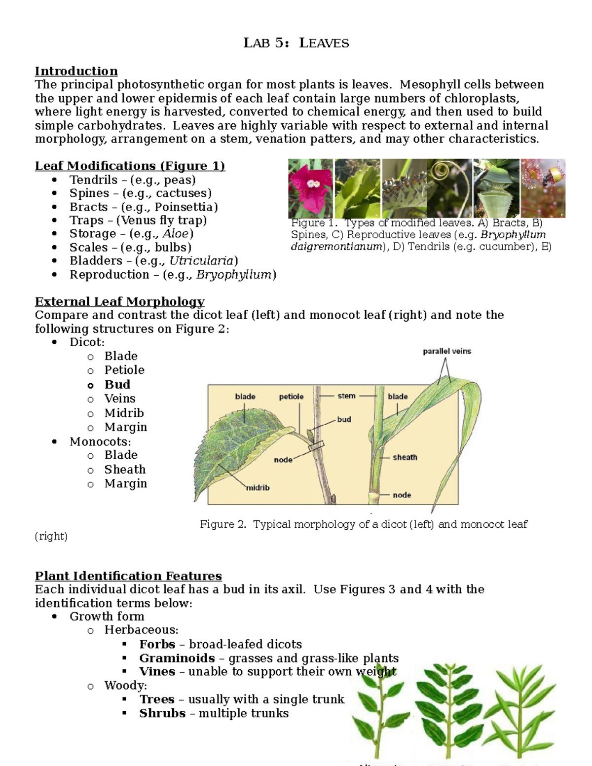 Lab 5: Anatomy and Morphology of Dicot and Monocot Leaves - LAB 5 ...