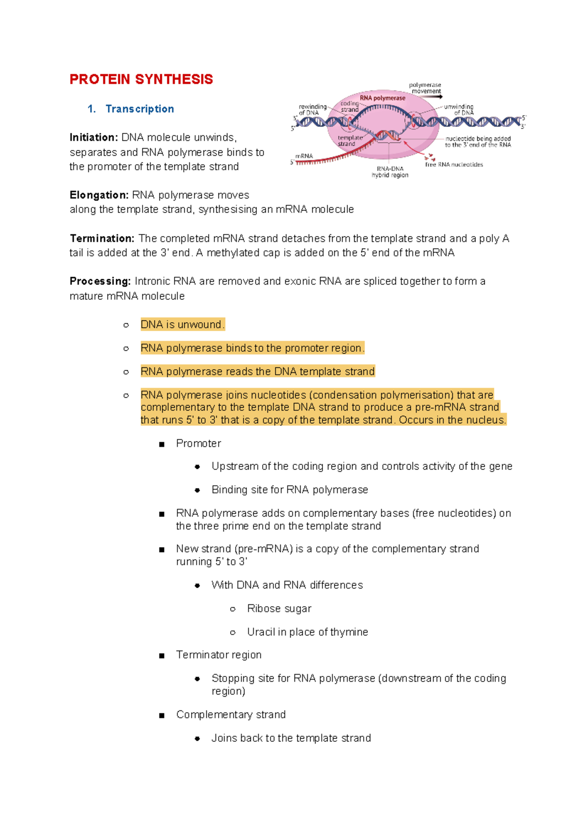 Biology protein synthesis notes - The School For Excellence 2020 Unit 3 ...