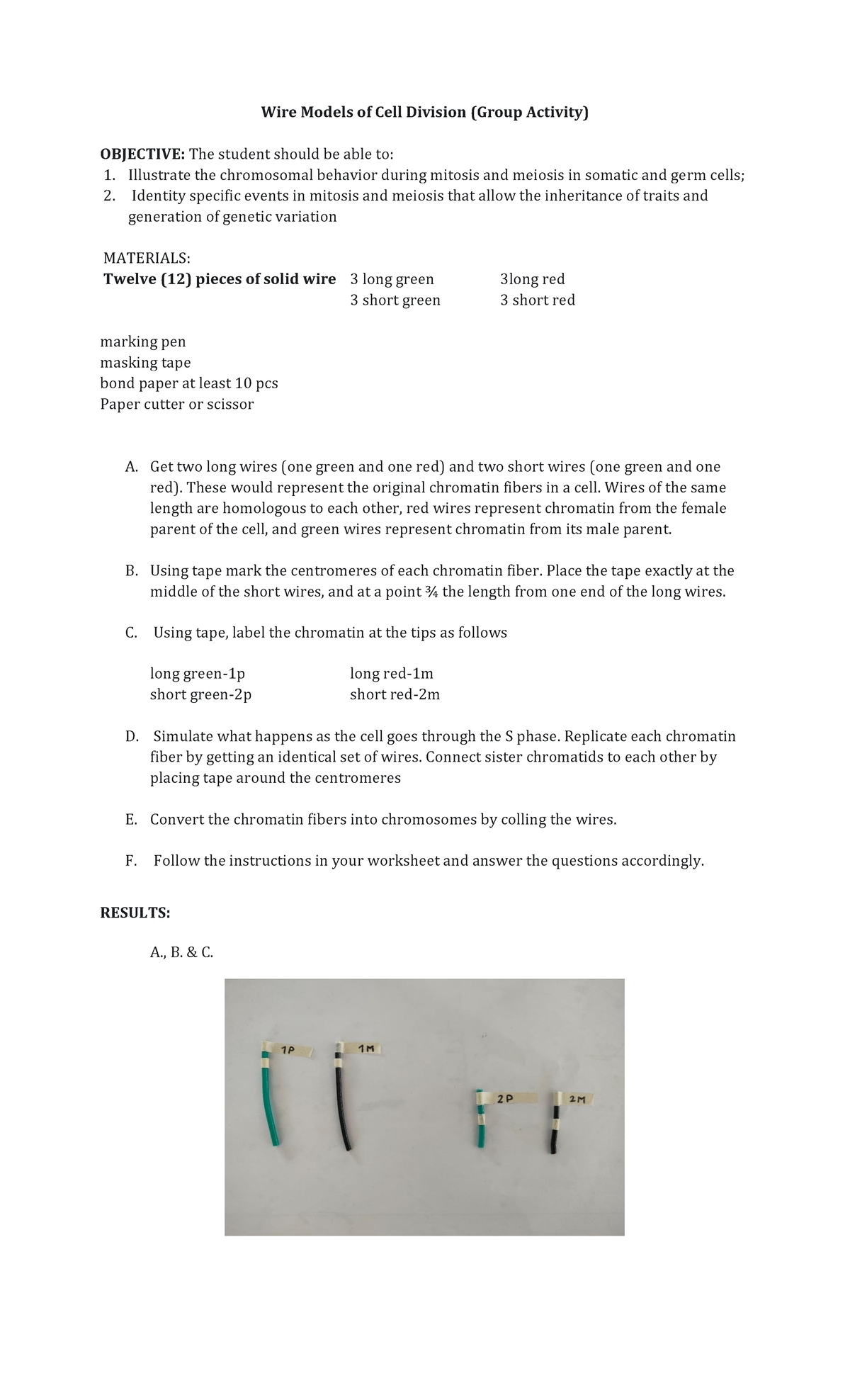 Wire Models of Cell Division - Illustrate the chromosomal behavior ...