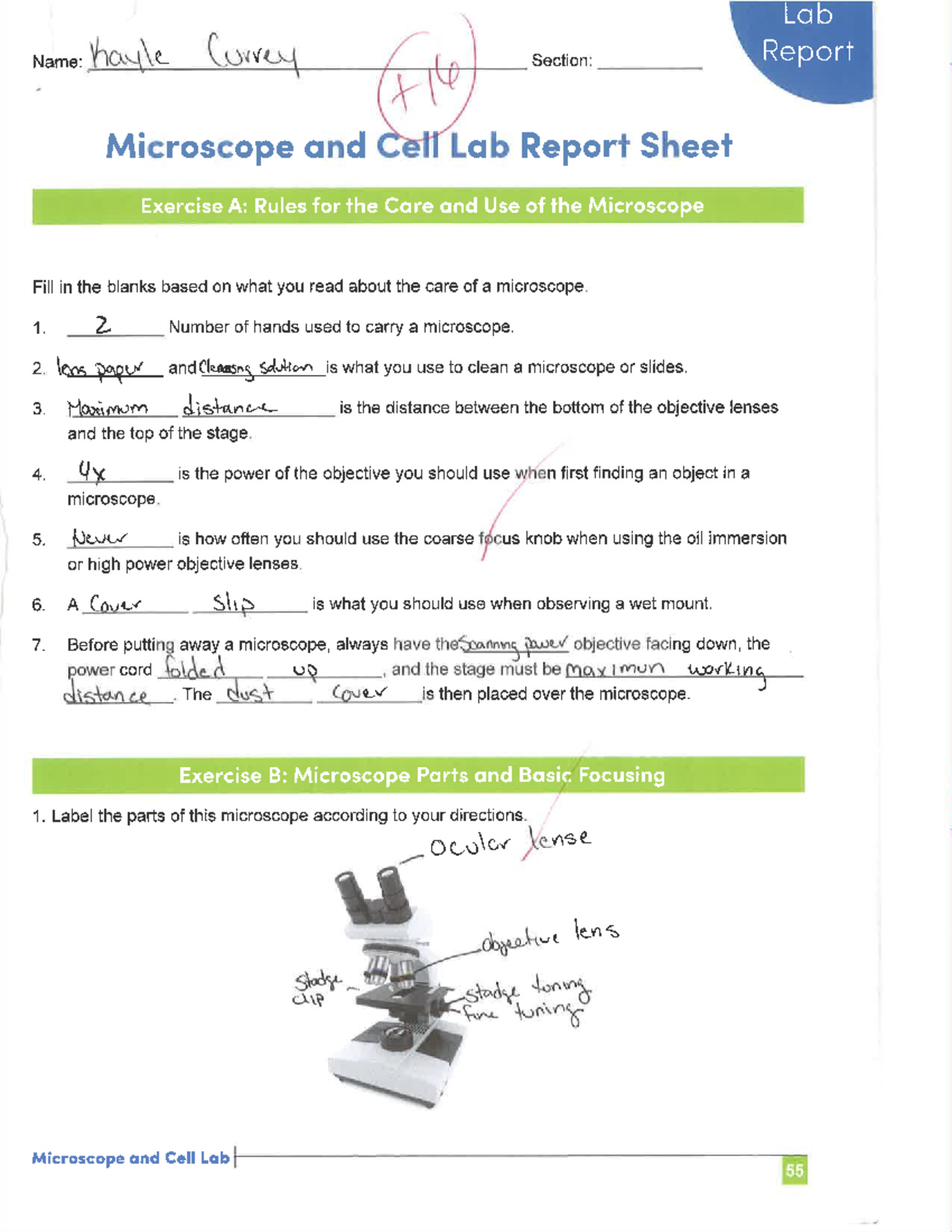 BSC2010 C Final Lab Report: Microscope and Cell Observations - Studocu