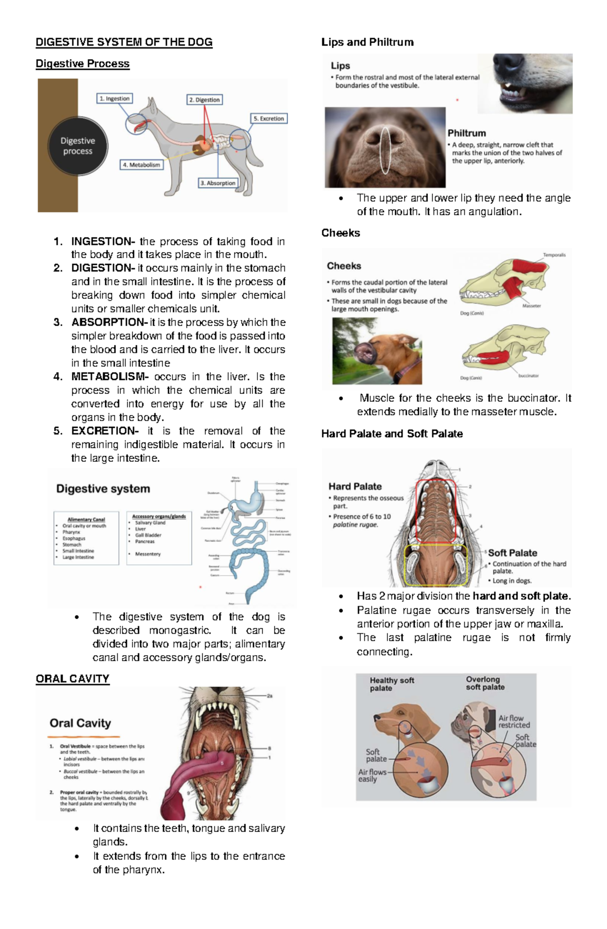 DIGESTIVE SYSTEM OF THE DOG: Anatomy and Function Overview - Studocu