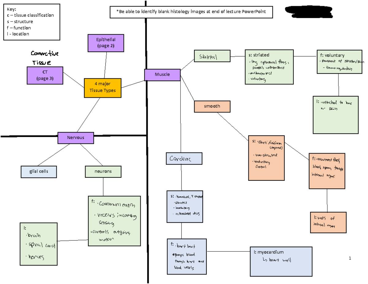Histology Concept Map: Tissue Types and Functions Overview - Studocu