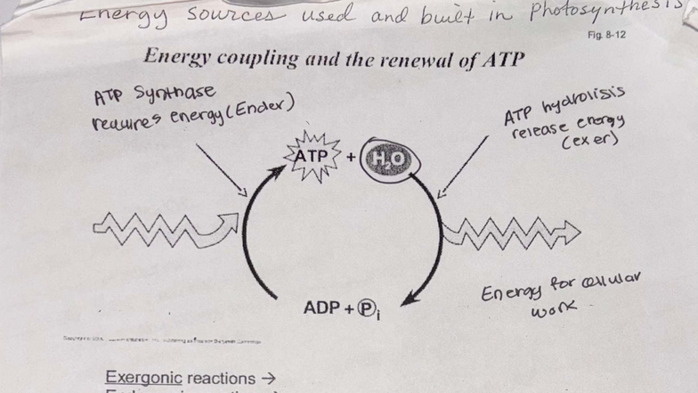 Energy Coupling and ATP Renewal in Photosynthesis (BIO 101) - Studocu