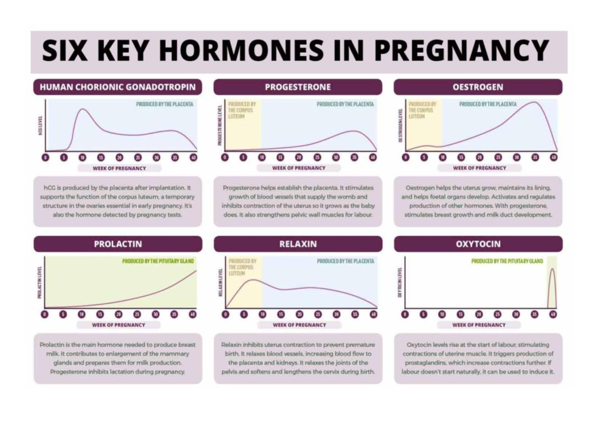Pregnancy Hormones: Class Notes for Module 5 - Studocu
