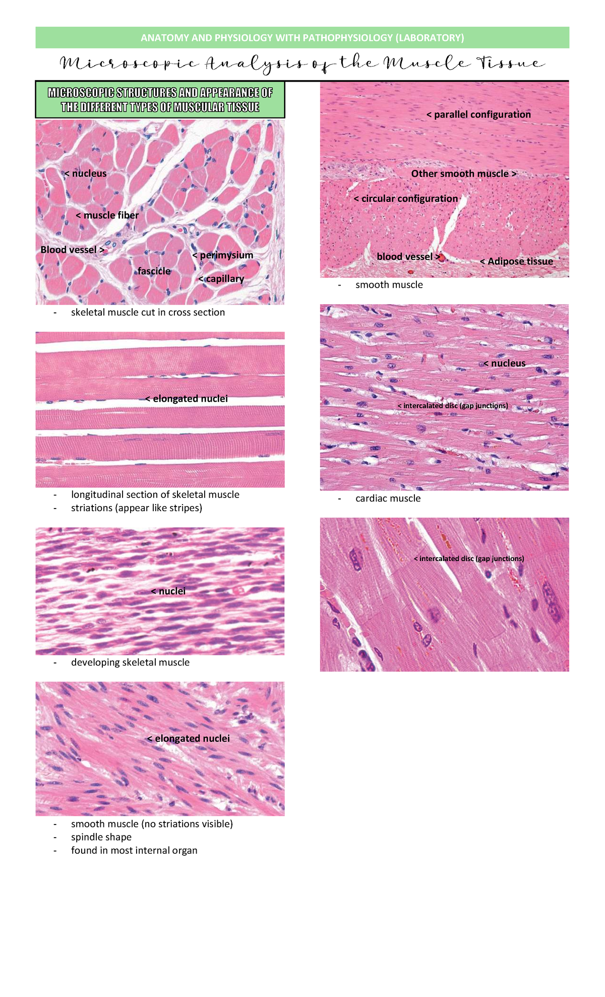 Laboratory 5. Microscopic Analysis of the Muscle Tissue - ANATOMY AND ...