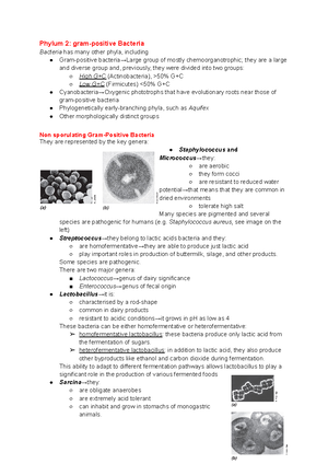 Prochlorophyta (Prof Alifano, CMBE) - Phylum 8: Prochlorophyta ...