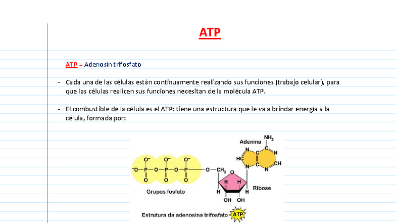 Estructura y Funciones del Adenosín Trifosfato (ATP) - Studocu