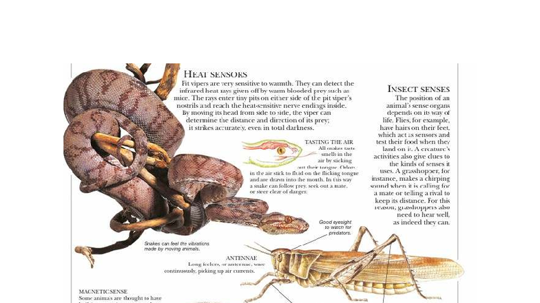 HEAT SENSORS AND ANIMAL SENSES: A STUDY ON PIT VIPERS AND MORE - Studocu