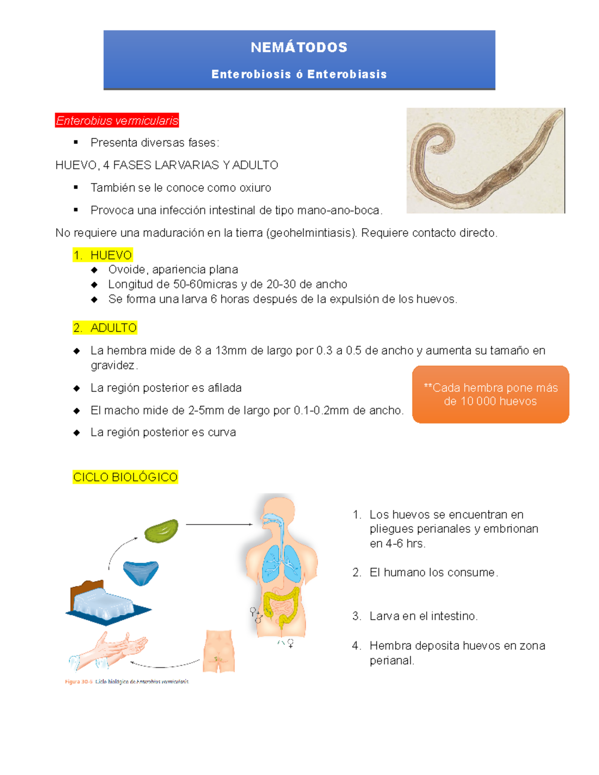 Enterobiasis o enterobiosis - Enterobius vermicularis Presenta diversas ...