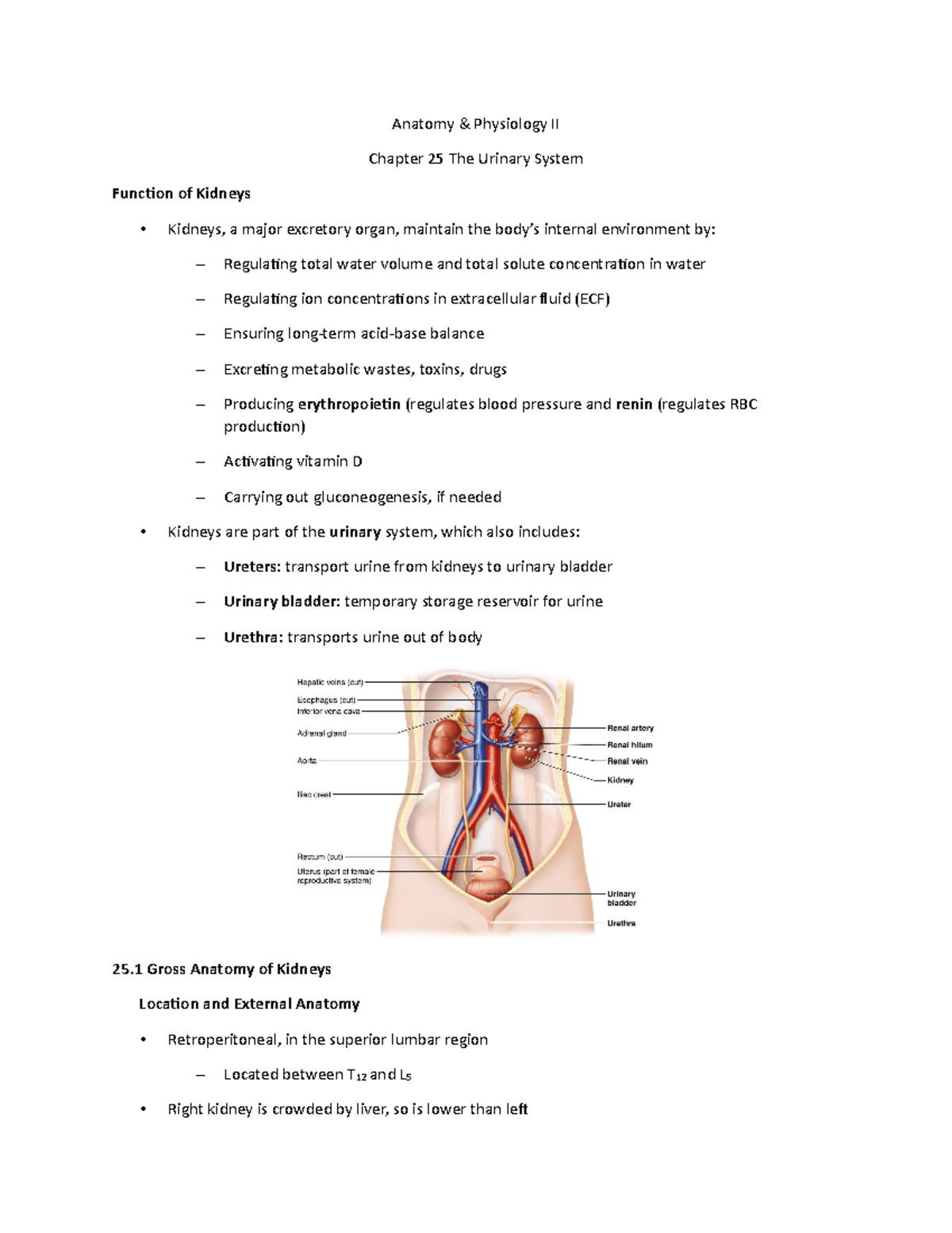 Ch 25 Word - Pearson Ch 25 Urinary System lecture notes - Anatomy ...