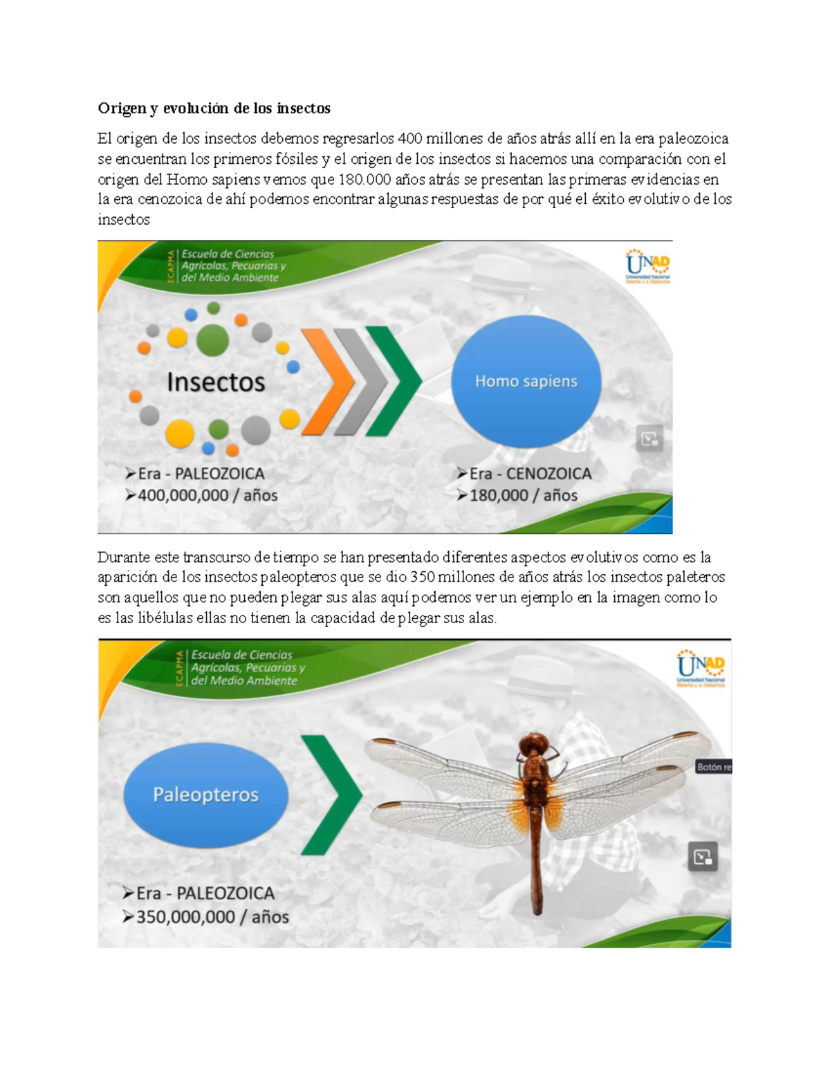 Origen y Evolución de los Insectos: Perspectivas Paleontológicas - Studocu