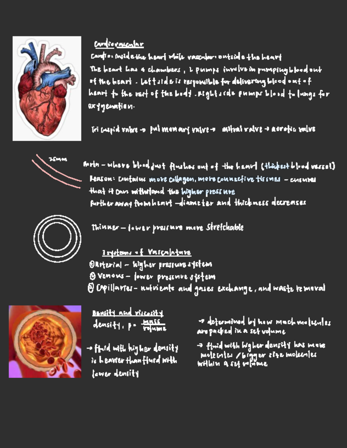 BN1111 FD Lecture 2: Understanding Cardiovascular Dynamics and ...