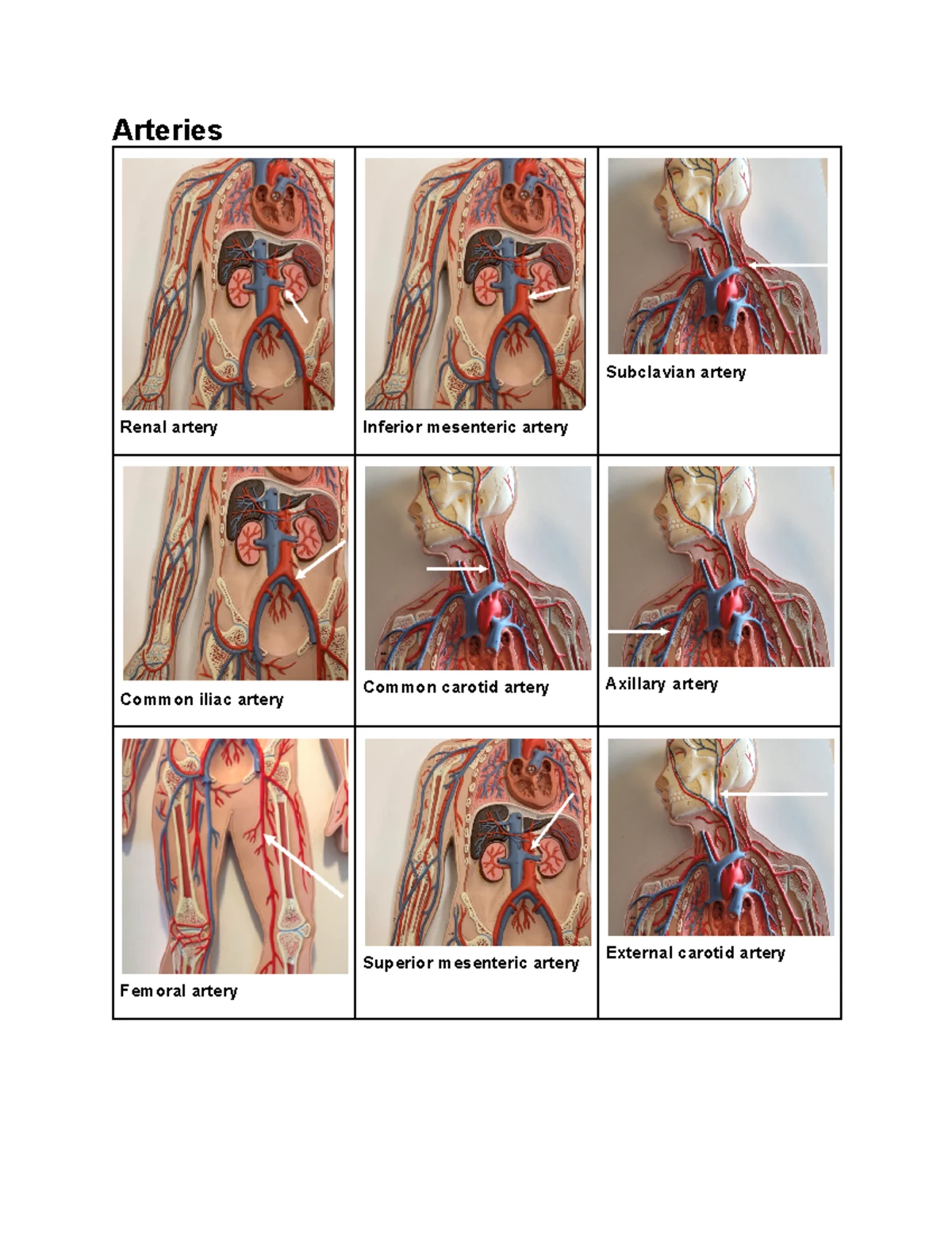 A&P II Exam 2 Study Guide - A&P II Unit Exam 2 – Reproductive Systems ...