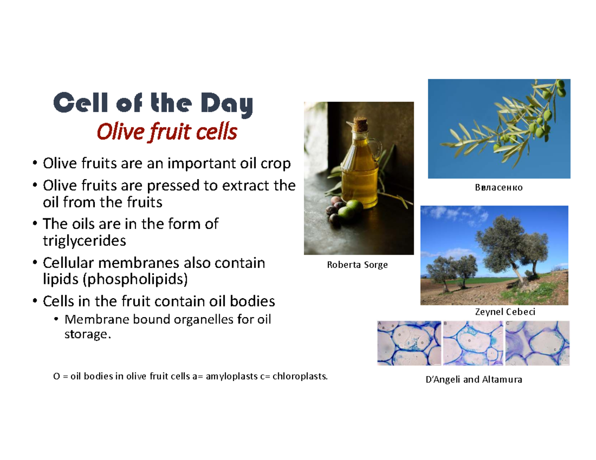 L3-Macromolecules and Lipids: Olive Fruit Cell Structure and Function ...