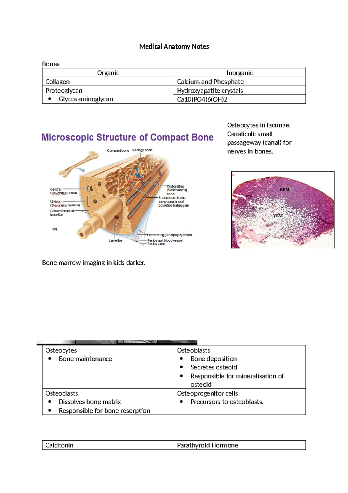 Medical Anatomy Notes: Key Concepts on Bone Structure & Function - Studocu
