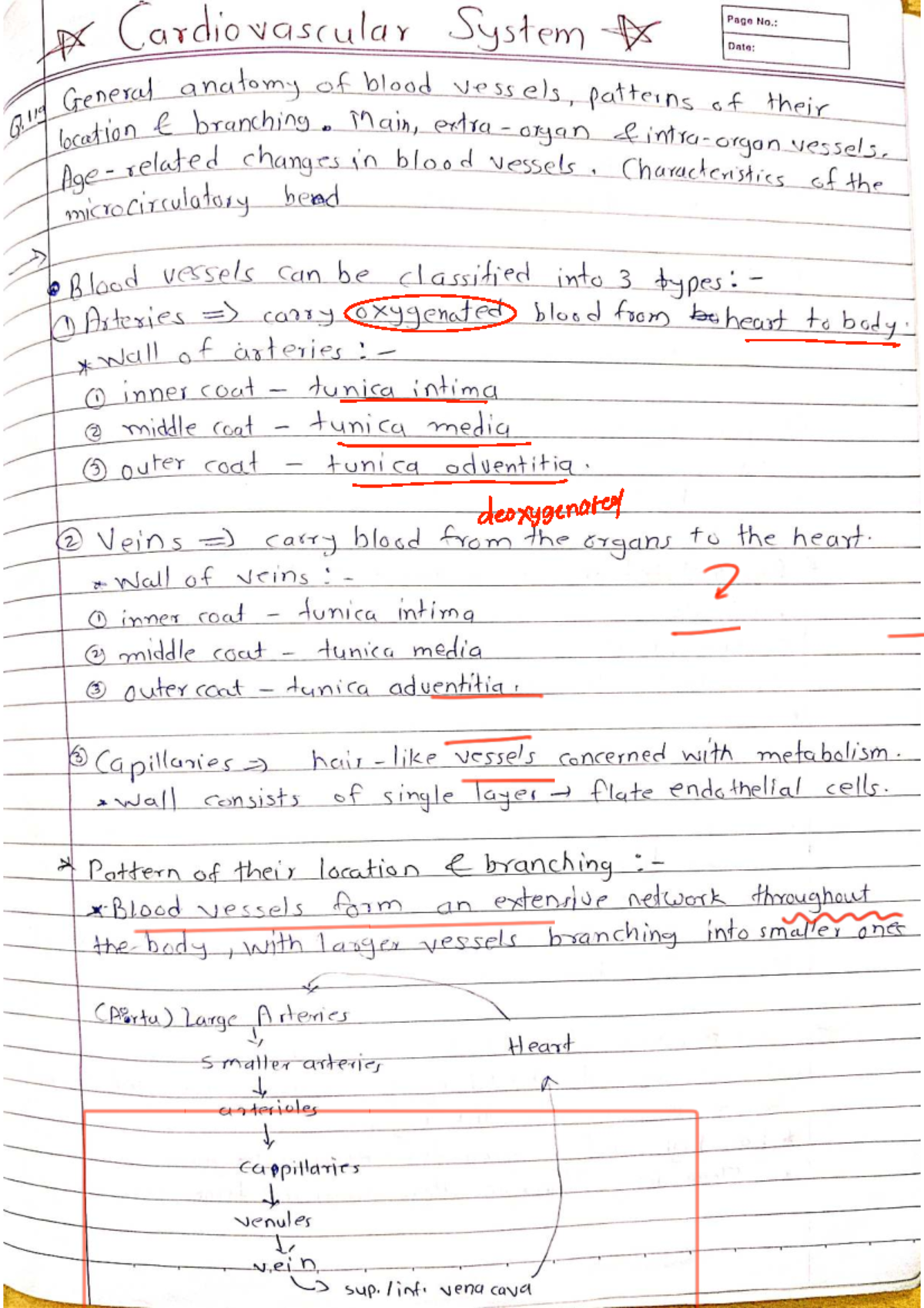 Cardiovascular System Anatomy & Age-Related Changes (Course Code: DM ...