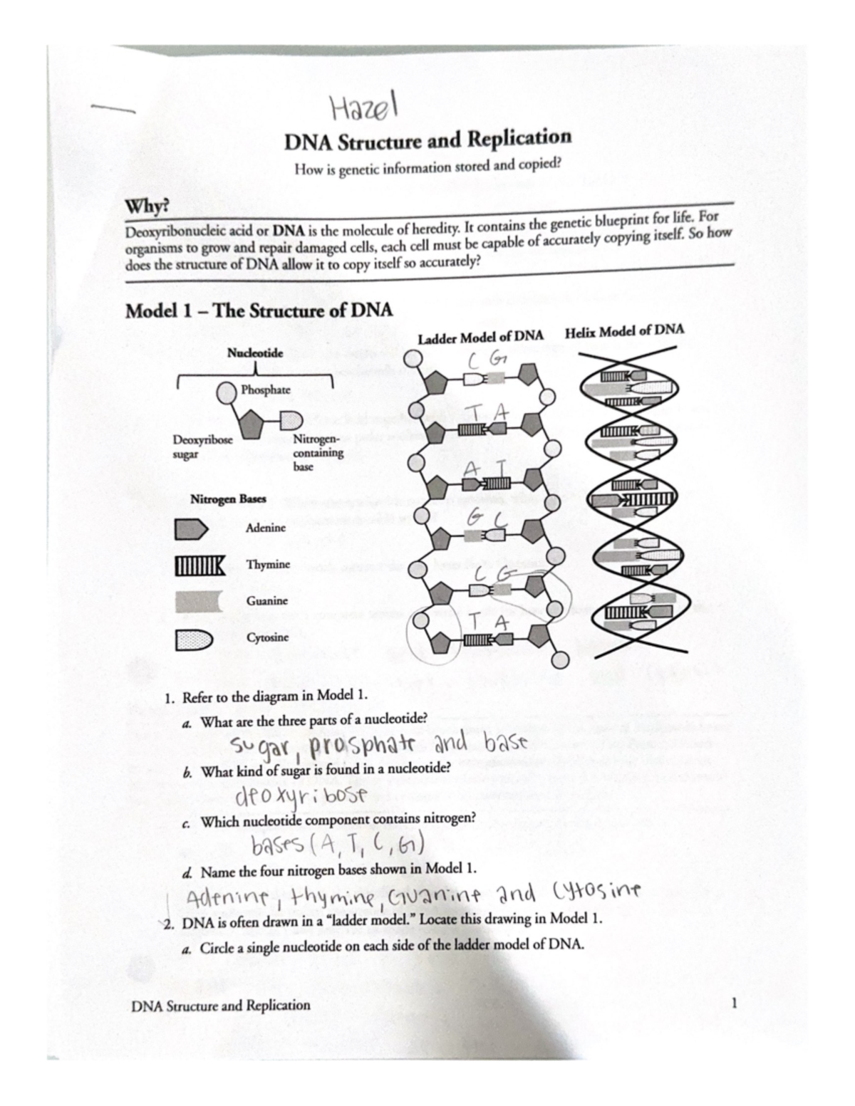 DNA Structure & Replication Overview - Studocu