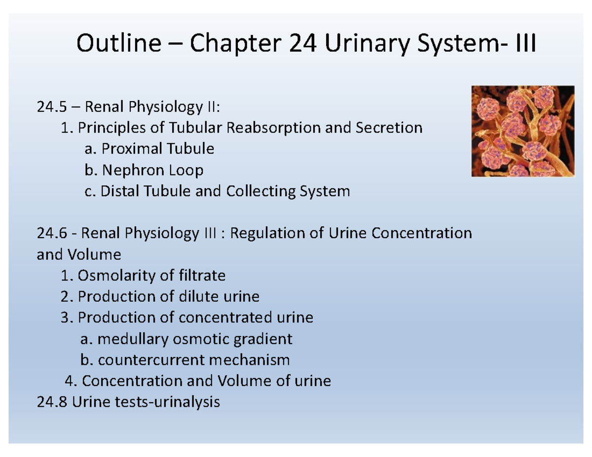 Physiology Of Urine Production