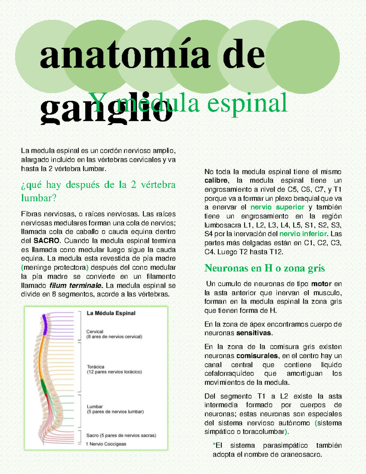 Anatomía del Ganglio Espinal y la Médula - Notas de Estudio - Studocu