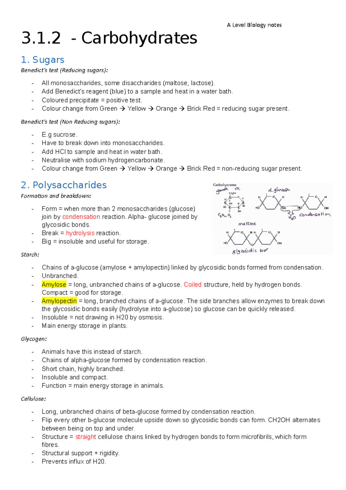 A Level Biology - Carbohydrates Study Notes for Exam Preparation - Studocu