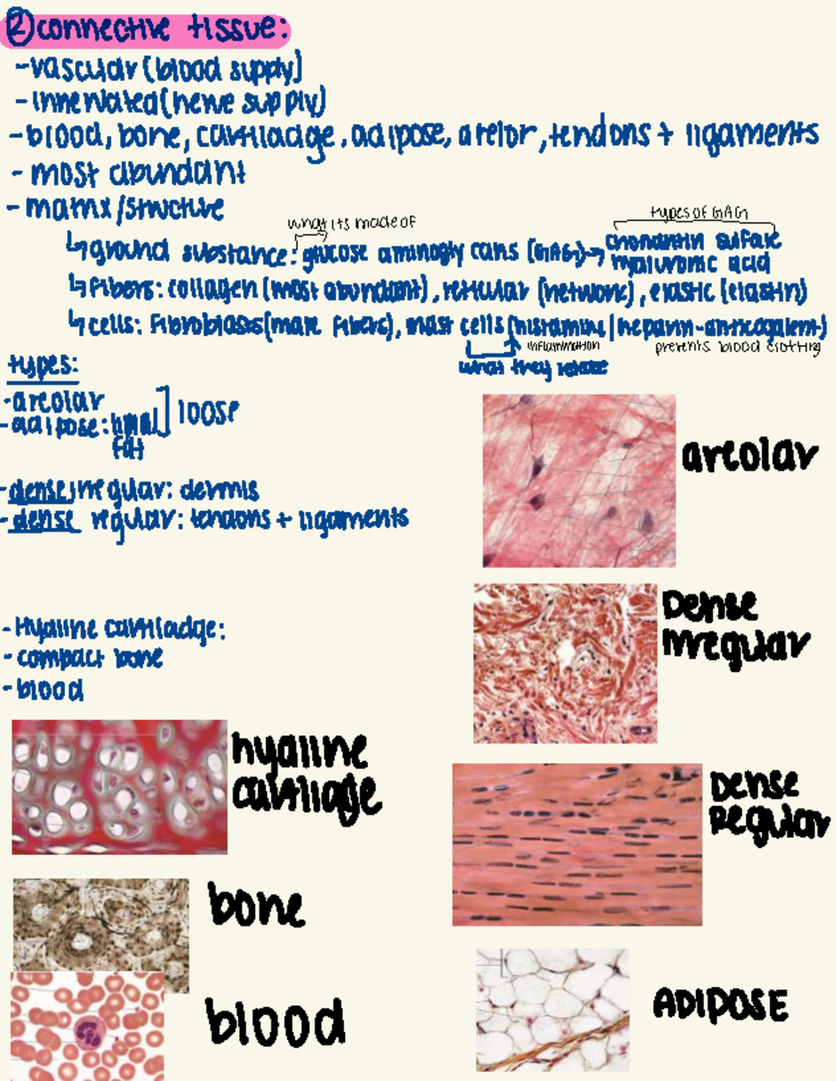 Connective Tissue Overview: Types and Functions in Anatomy - Studocu