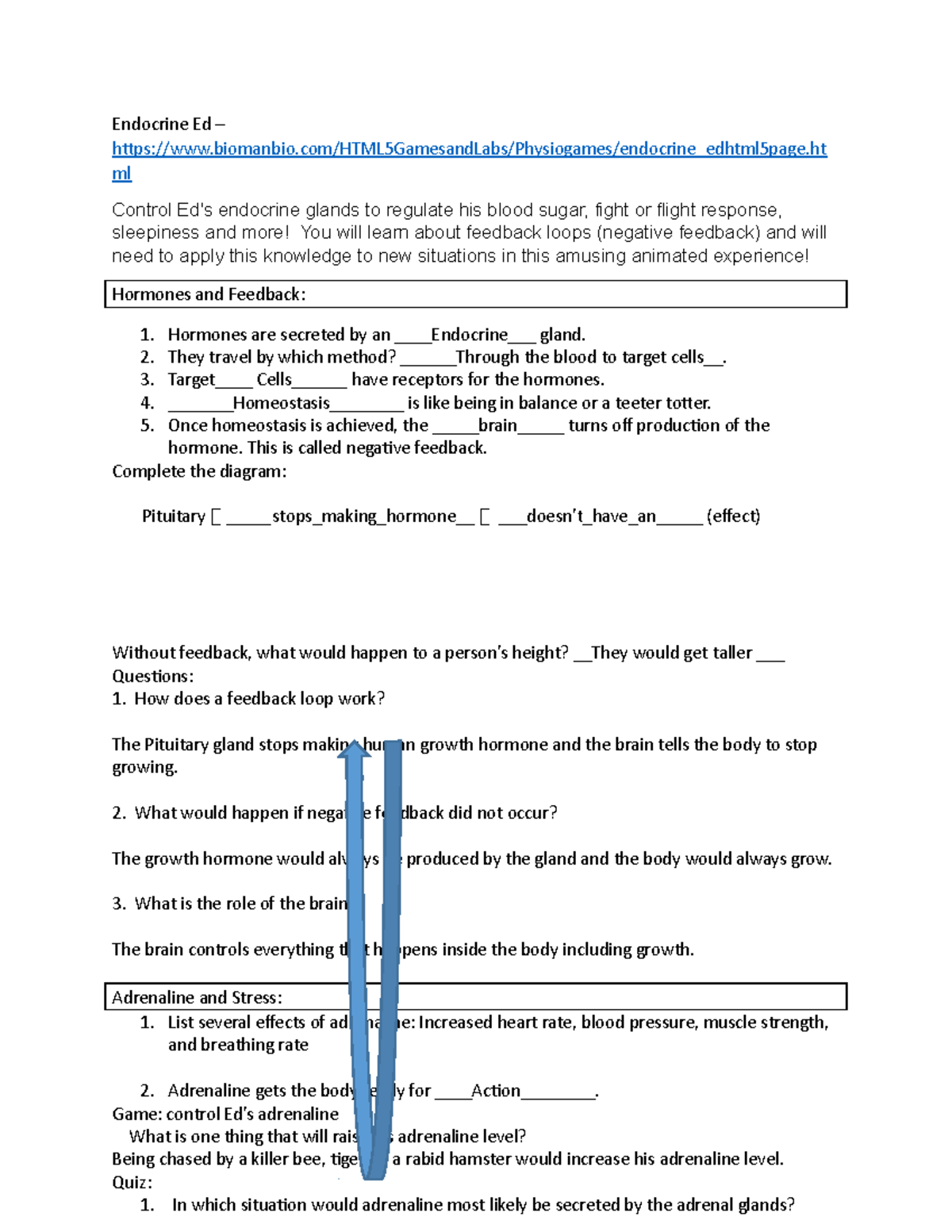 Endocrine Ed Worksheet: Understanding Hormones & Feedback Loops - Studocu