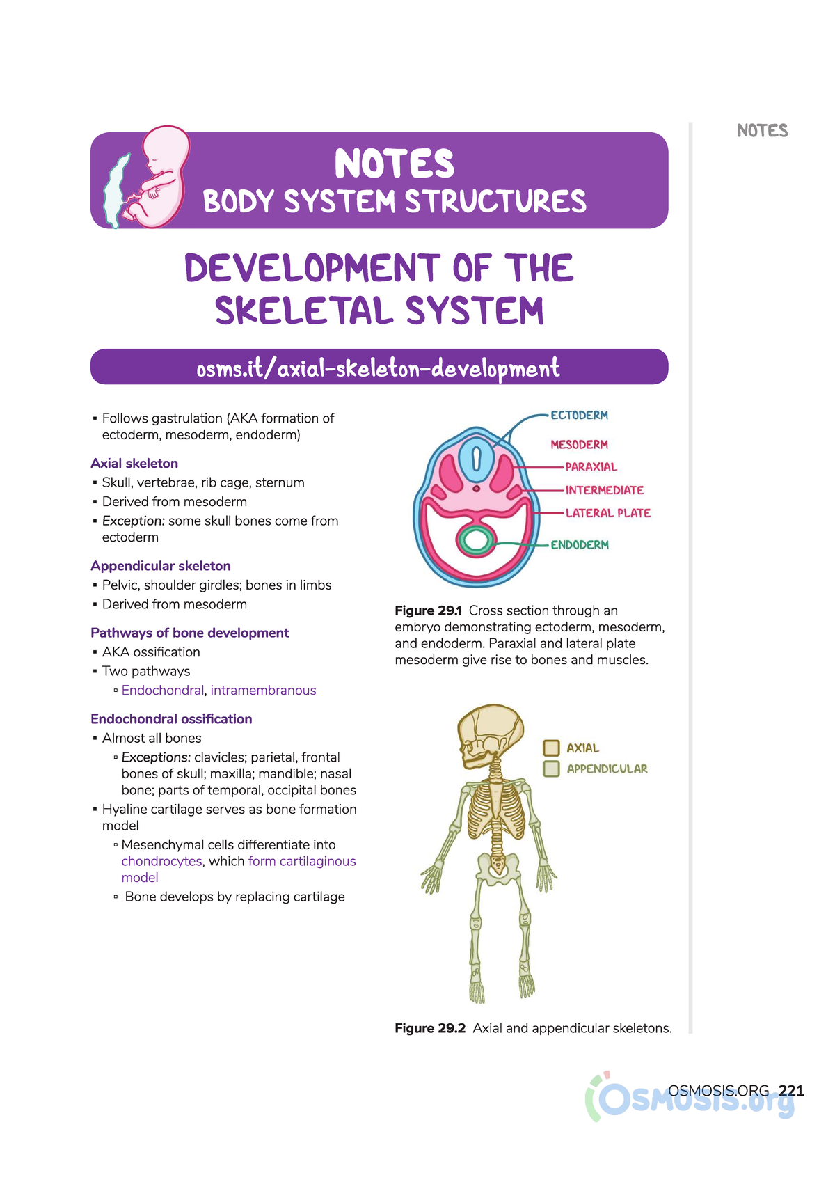 Embryology: Development of Body Systems and Fetal Circulation (OSMOSIS ...