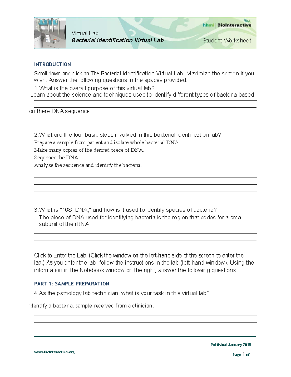 Bacterial Identification Lab Worksheet Student converted - Bacterial ...