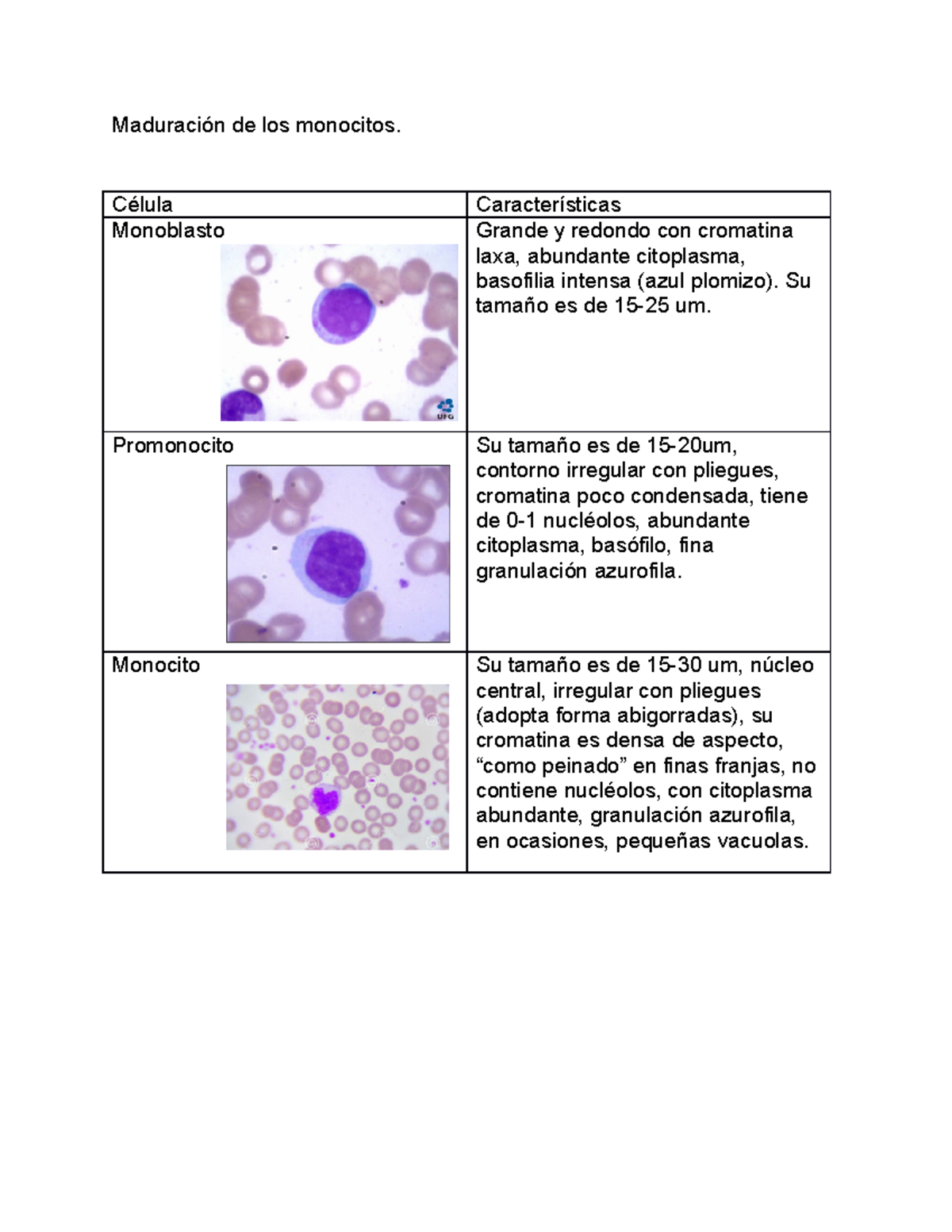 Maduración de los monocitos - Célula Características Monoblasto Grande y redondo con cromatina ...