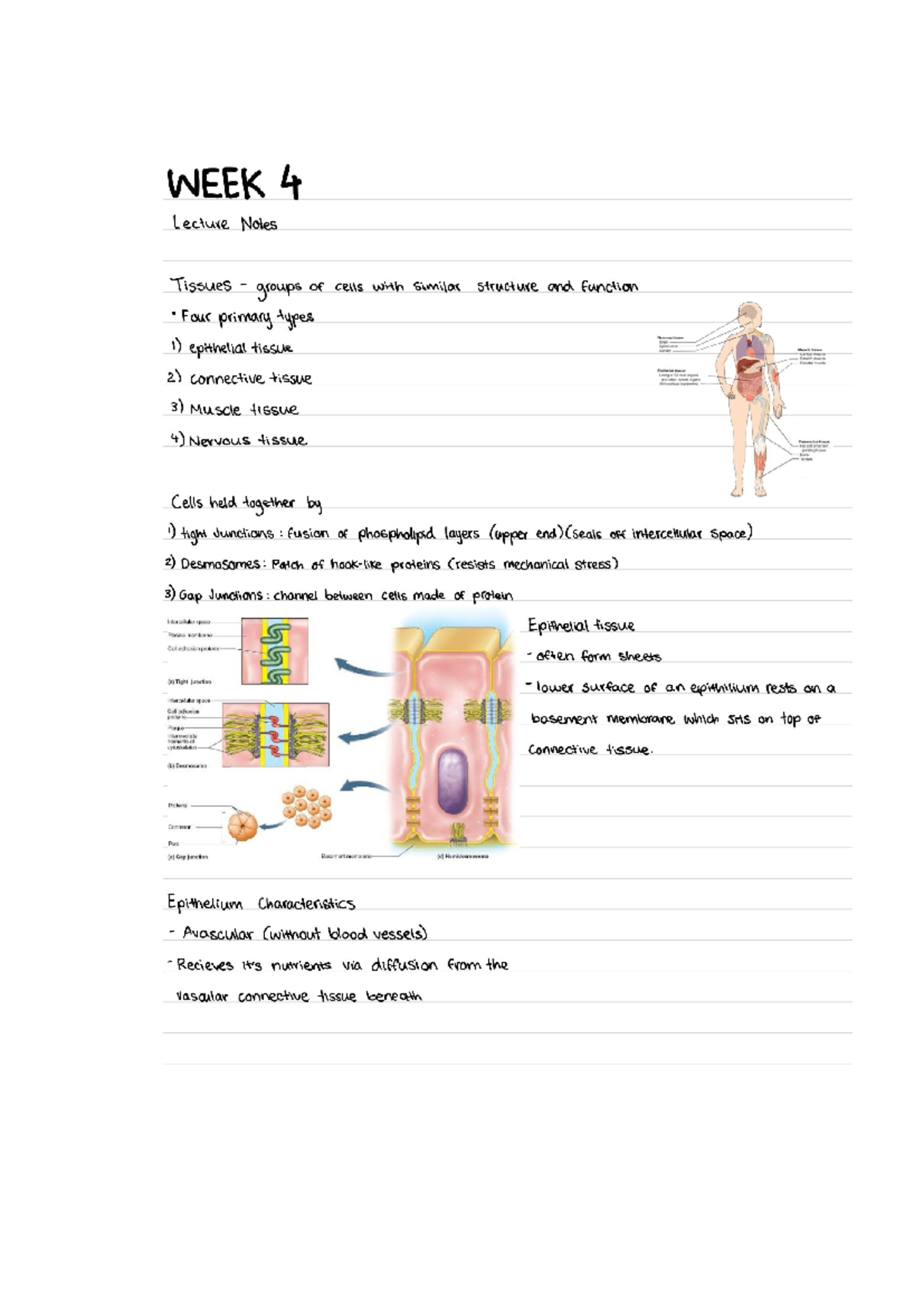 Integumentary system - human body notes from the lecture and tutorial ...