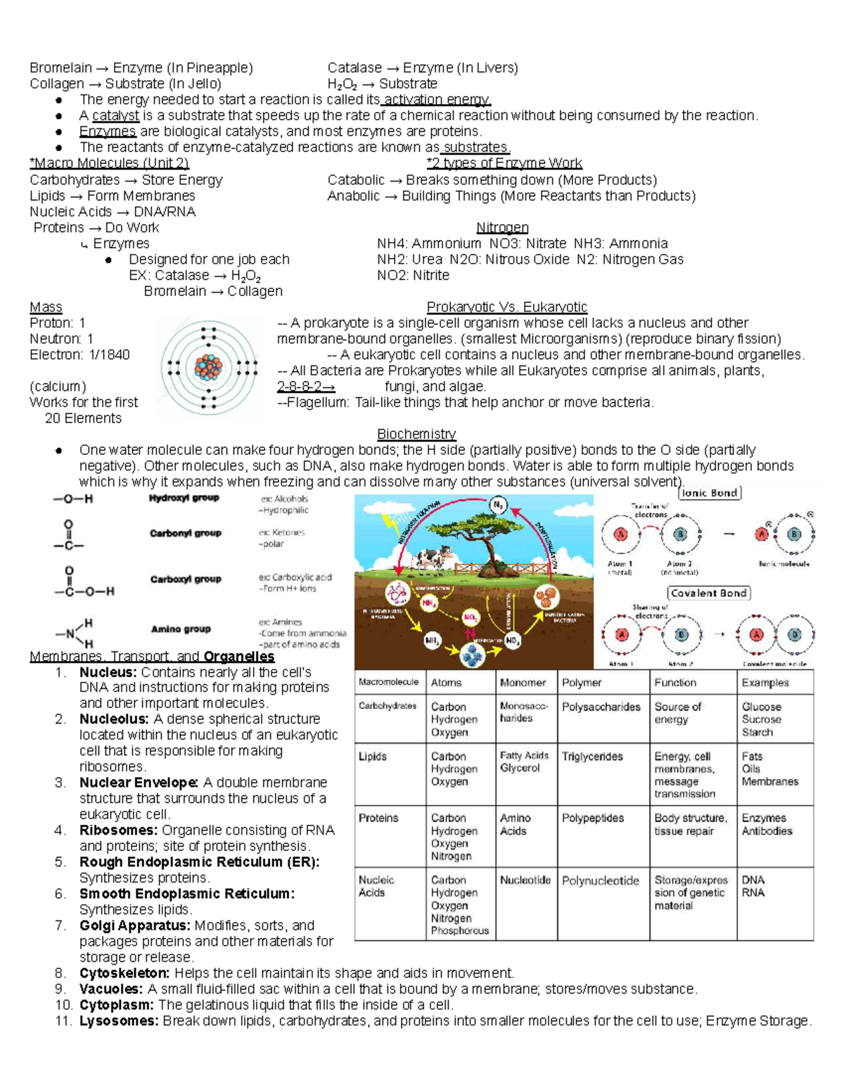Biology Study Guide: Key Concepts in Biochemistry & Cell Processes ...