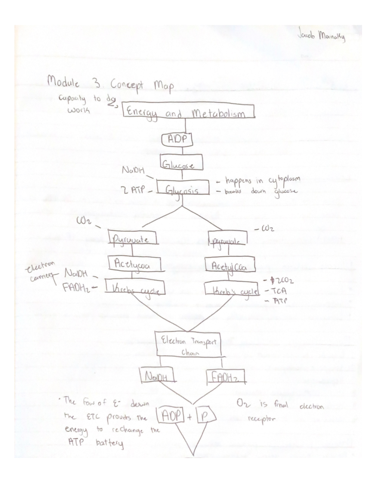 Glucose - n/a - BIO 202 - Jacob Manaky Module 3 Concept Map capacity to ...