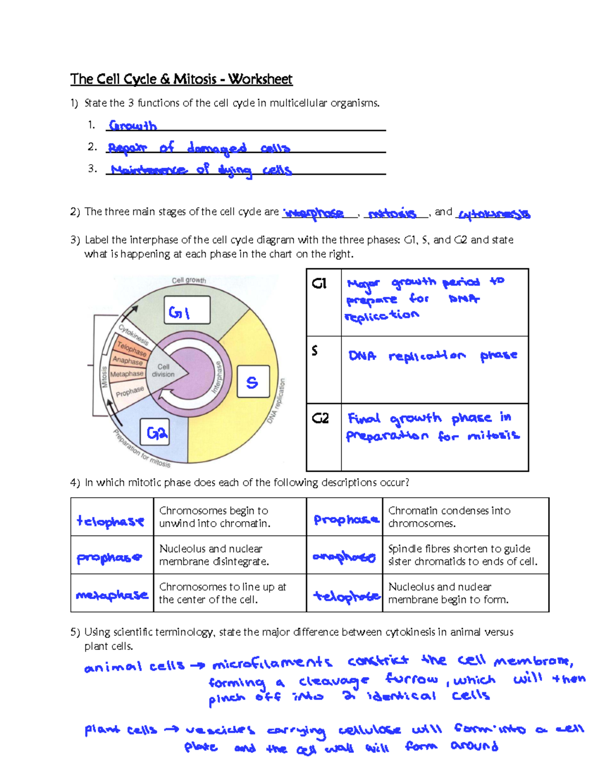 L1 - Mitosis Cell Cycle Functions and Phases Worksheet - Studocu