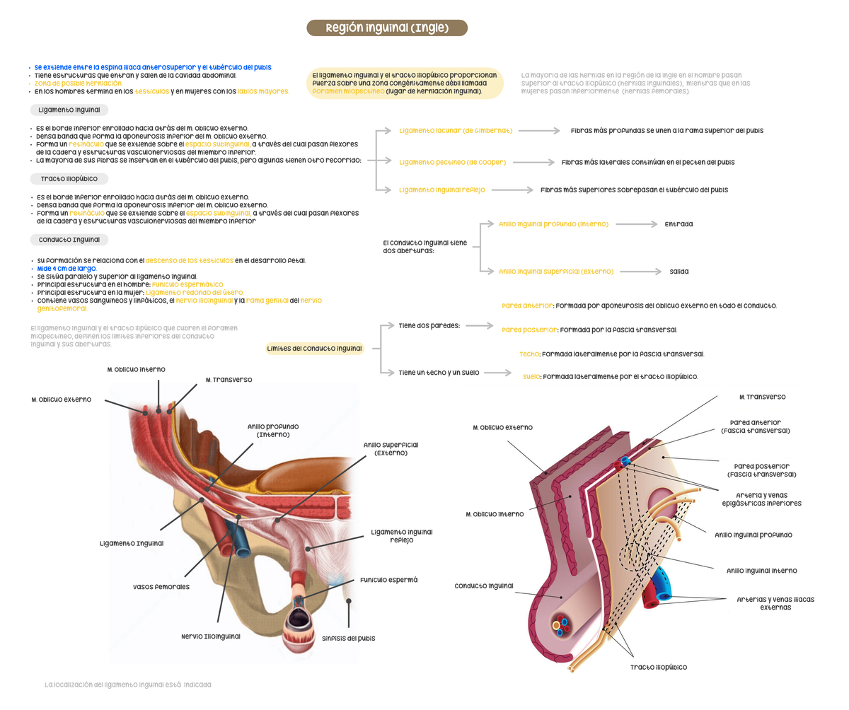 Región Inguinal: Anatomía y Estructuras Clave en el Conducto Inguinal ...