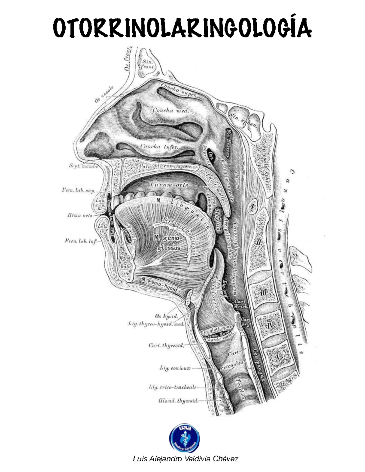 Apuntes de Otorrinolaringología CE: Anatomía y Fisiología del Oído y ...