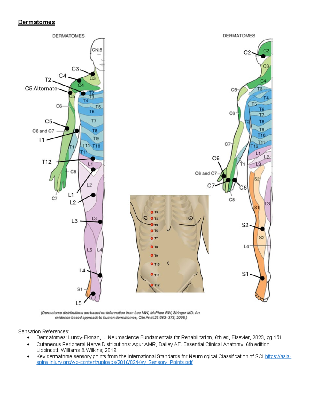Evidence-Based Sensory Motor 2 Revision 2024: Dermatomes & Nerve ...