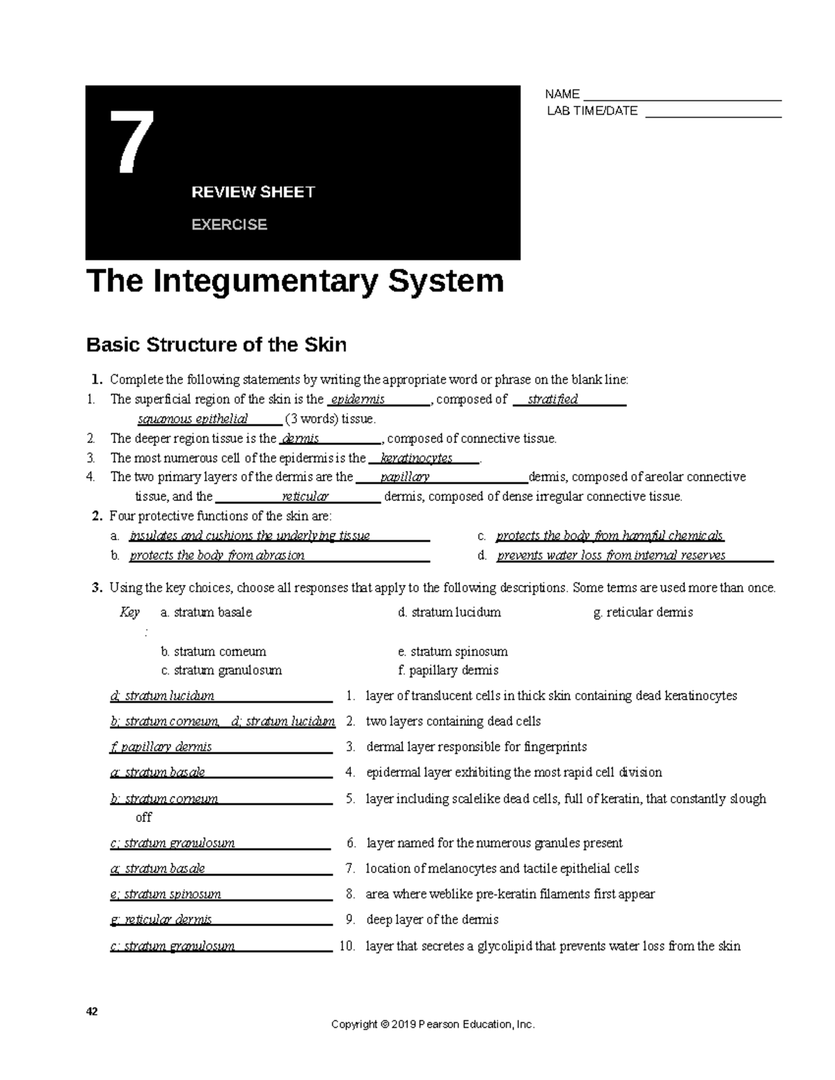 Ex 07: Integumentary System Lab Review Sheet Answers - Studocu