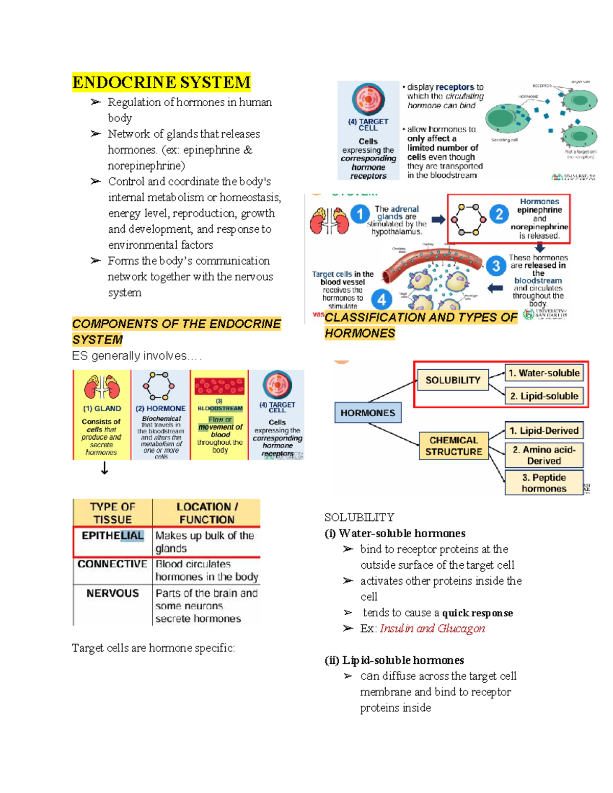 ENDOCRINE SYSTEM: Regulation of Hormones in Human Body (BIO 101) - Studocu