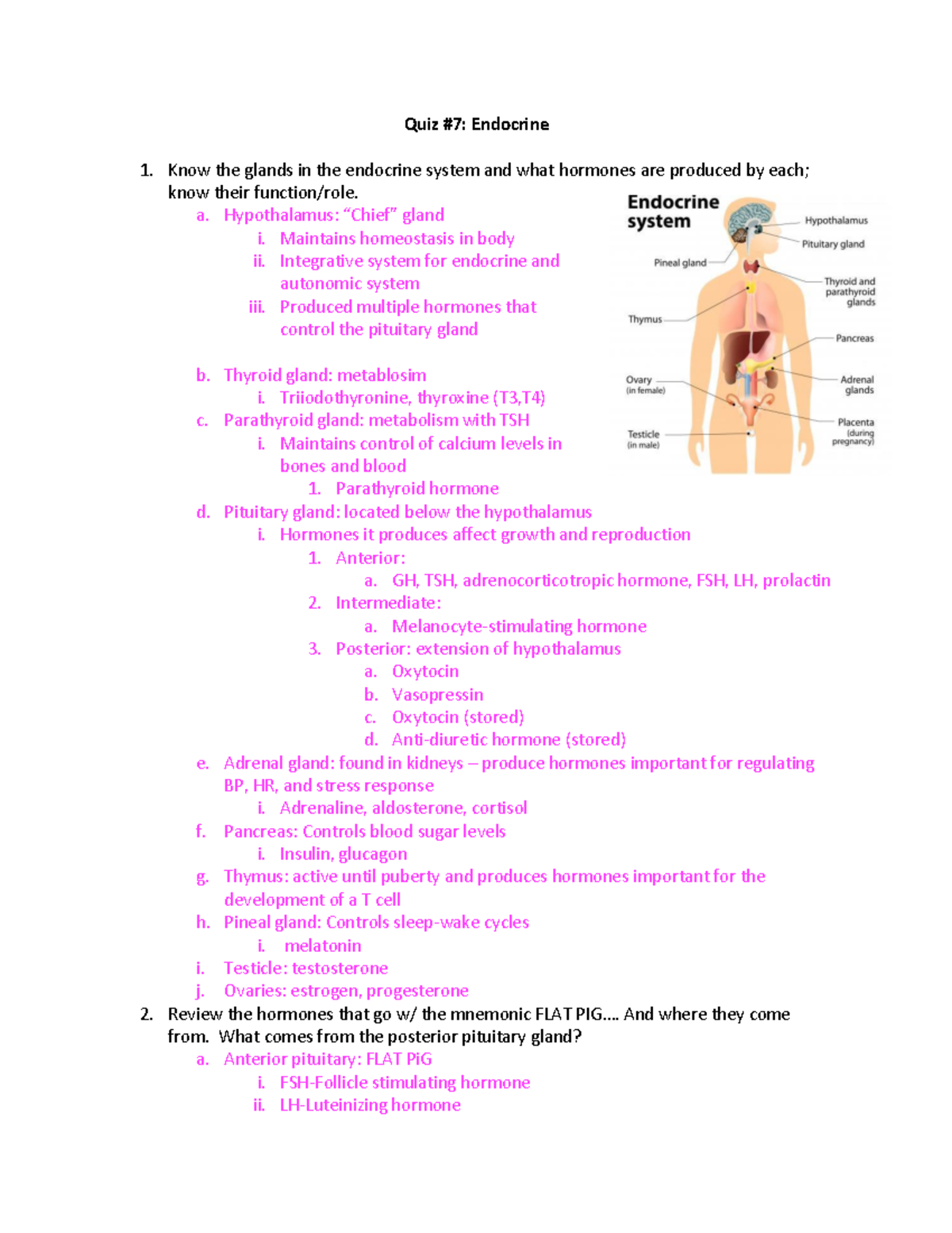 Quiz #7: Endocrine System Overview and Key Hormones - Studocu