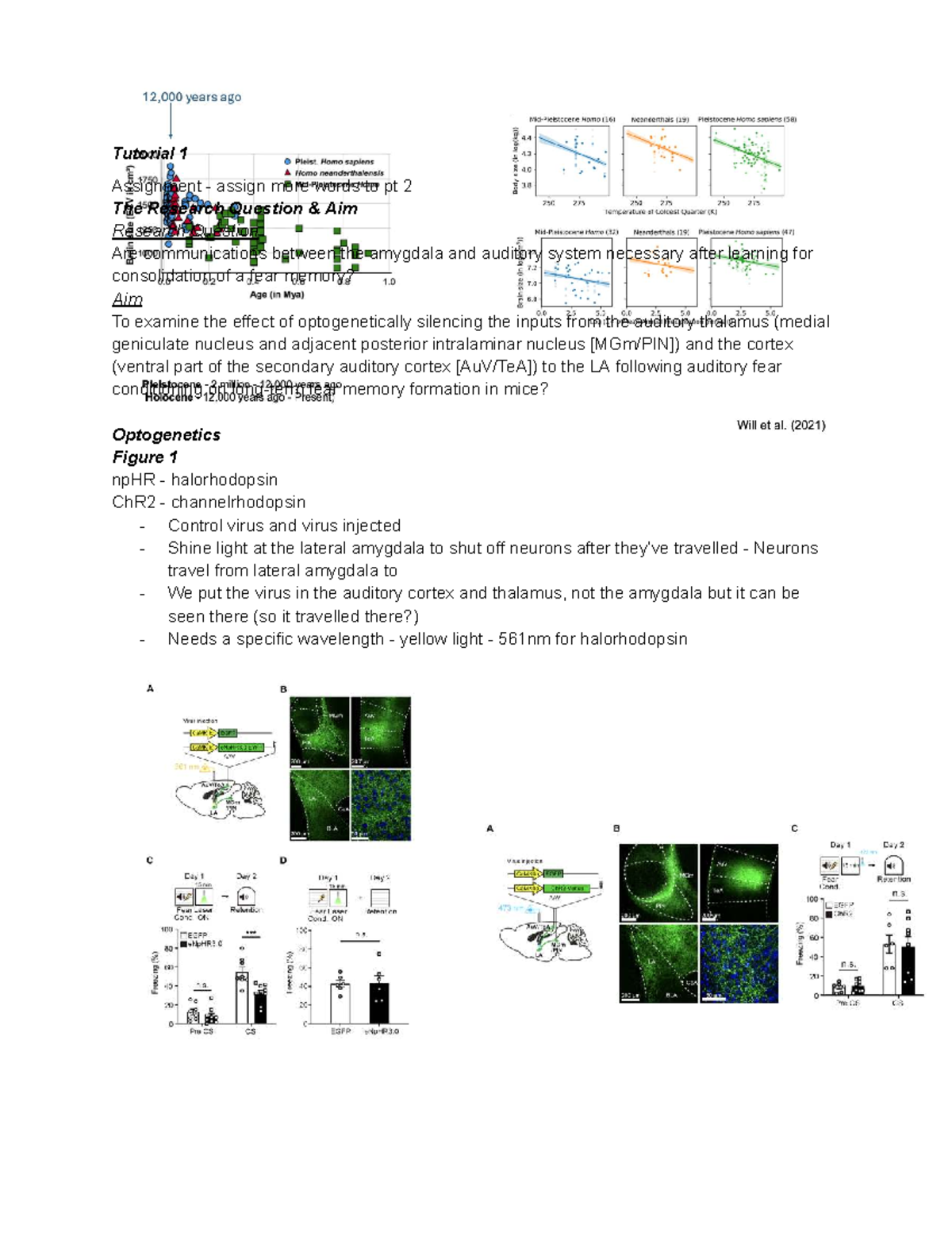 Psyc3051 Tutorial 1 Assignment: Research on Amygdala & Fear Memory ...