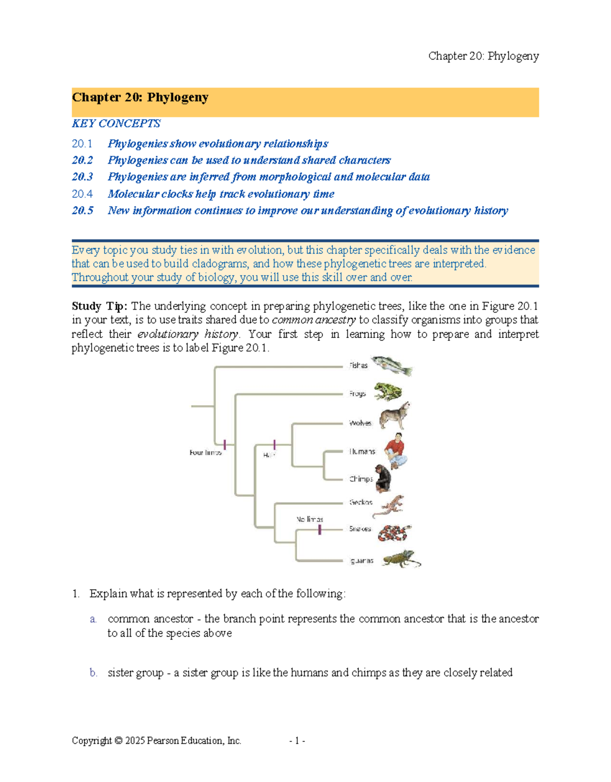 Chapter 20 Reading Guide: Understanding Phylogeny and Evolutionary ...