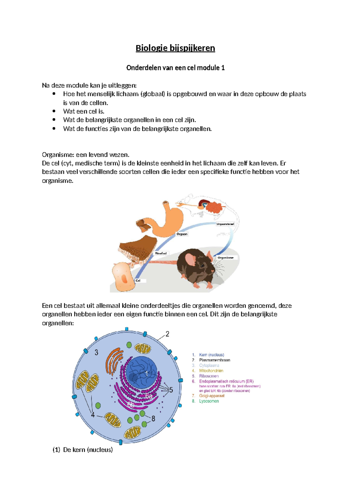 Biologie 101: Samenvatting van Celstructuur en Functies - Studeersnel