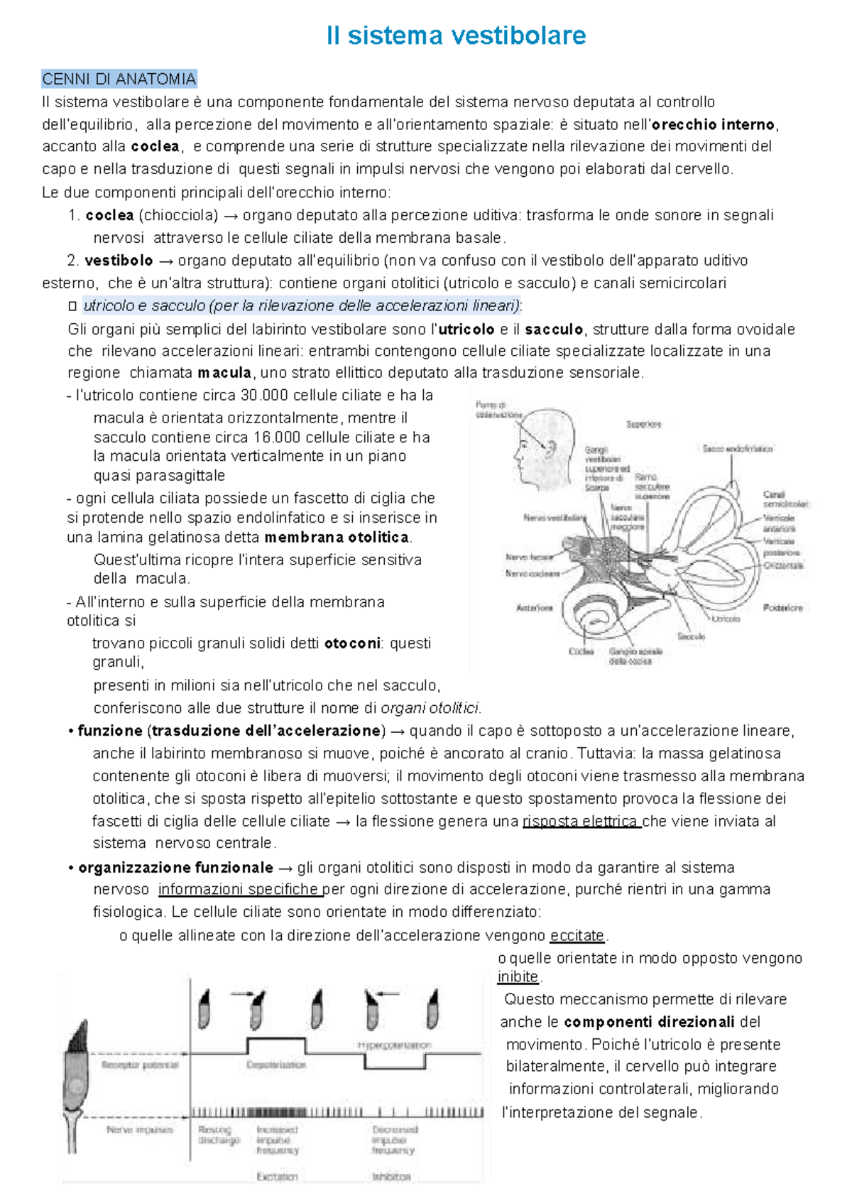 Il sistema vestibolare: CENNI DI ANATOMIA e Funzionamento - Studocu