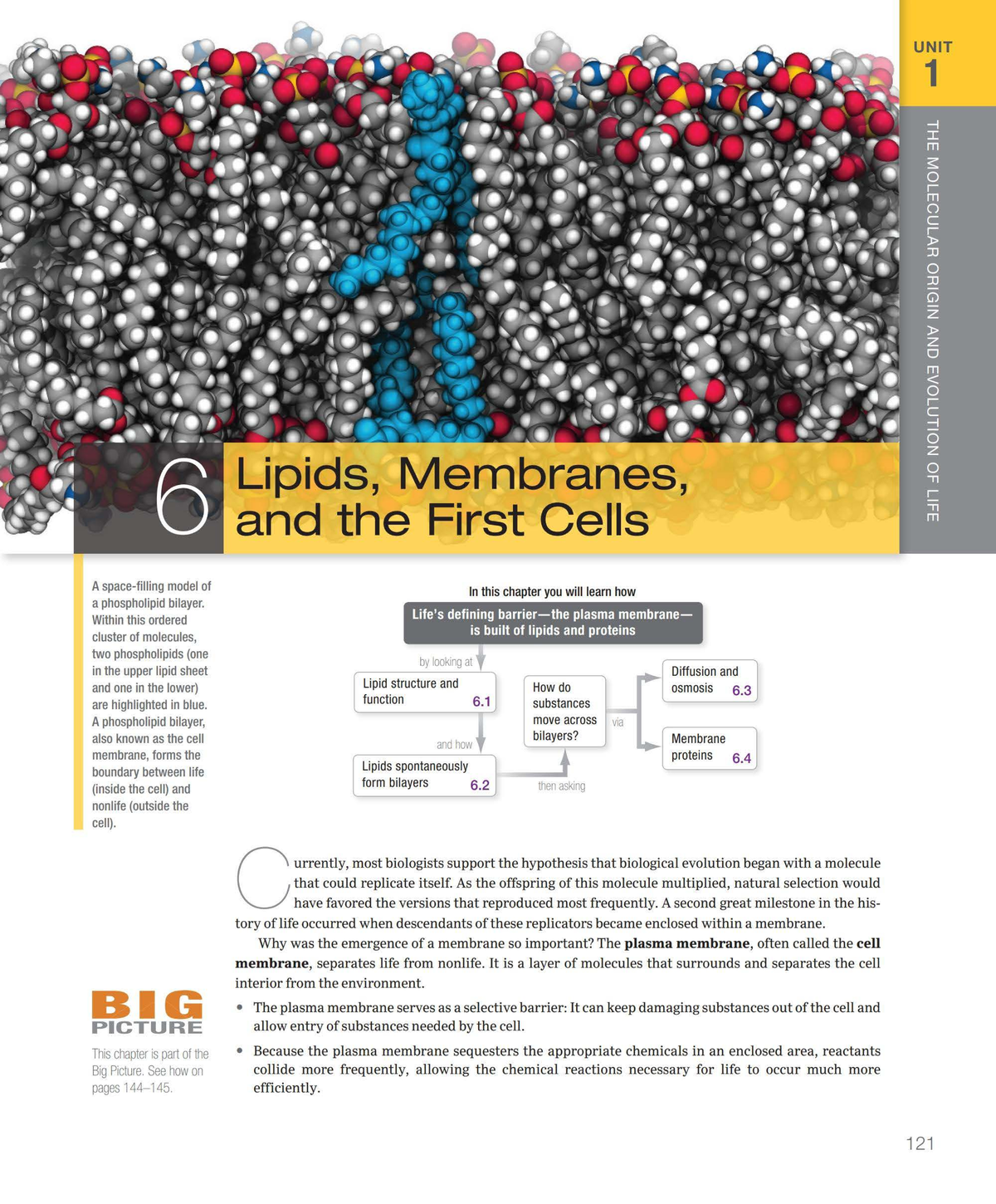 Cholesterol's Role in Membrane Permeability: Insights from Experiments ...