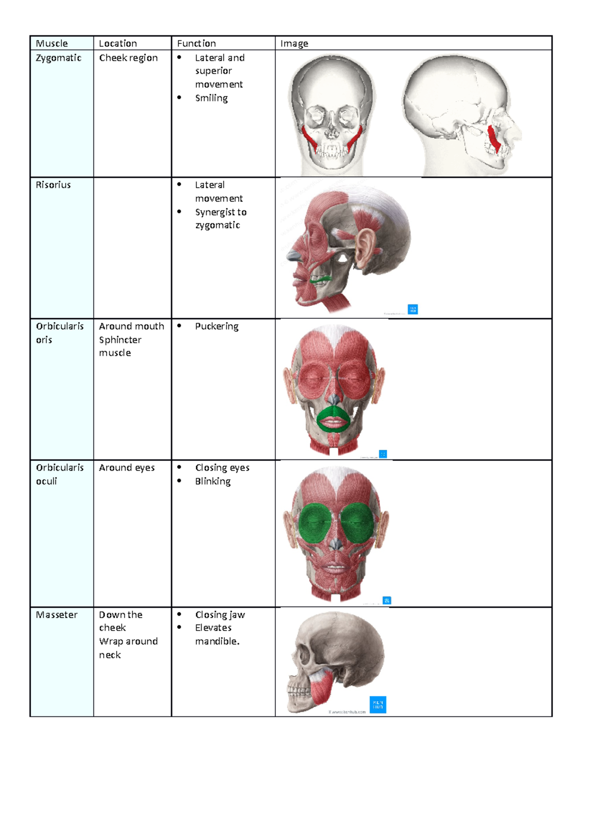 Muscle table - ldsl - Muscle Location Function Image Zygomatic Cheek ...