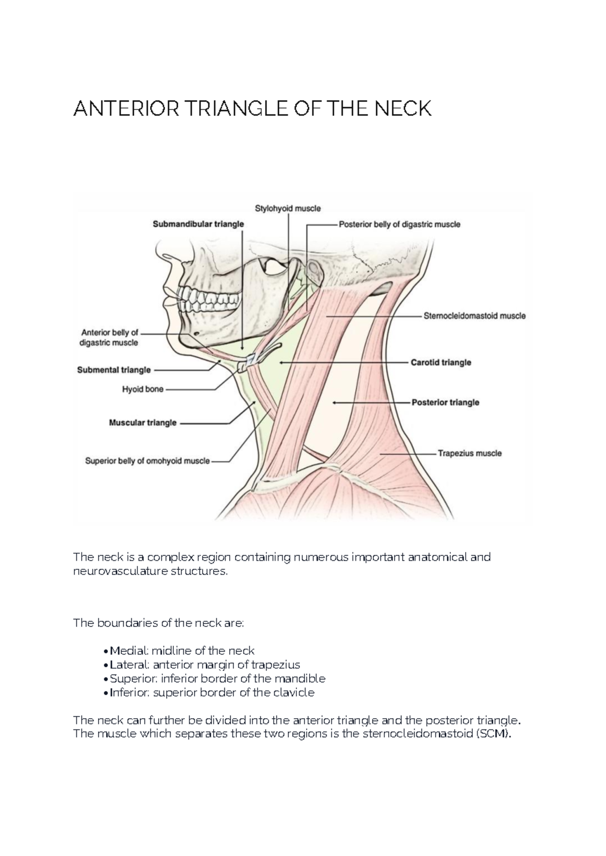 Lecture Notes on Anterior Triangle of the Neck (ANAT 101) - Studocu