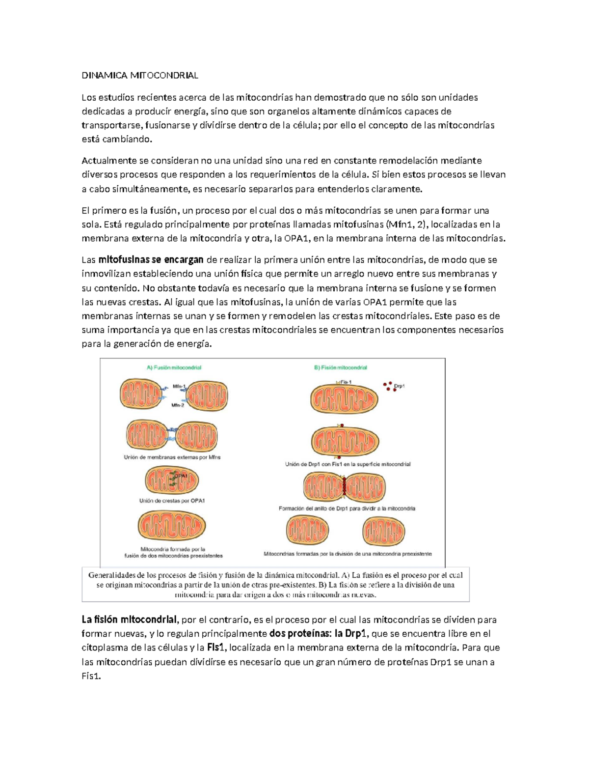 Dinámica Mitocondrial y Glucólisis: Procesos Energéticos Celulares ...